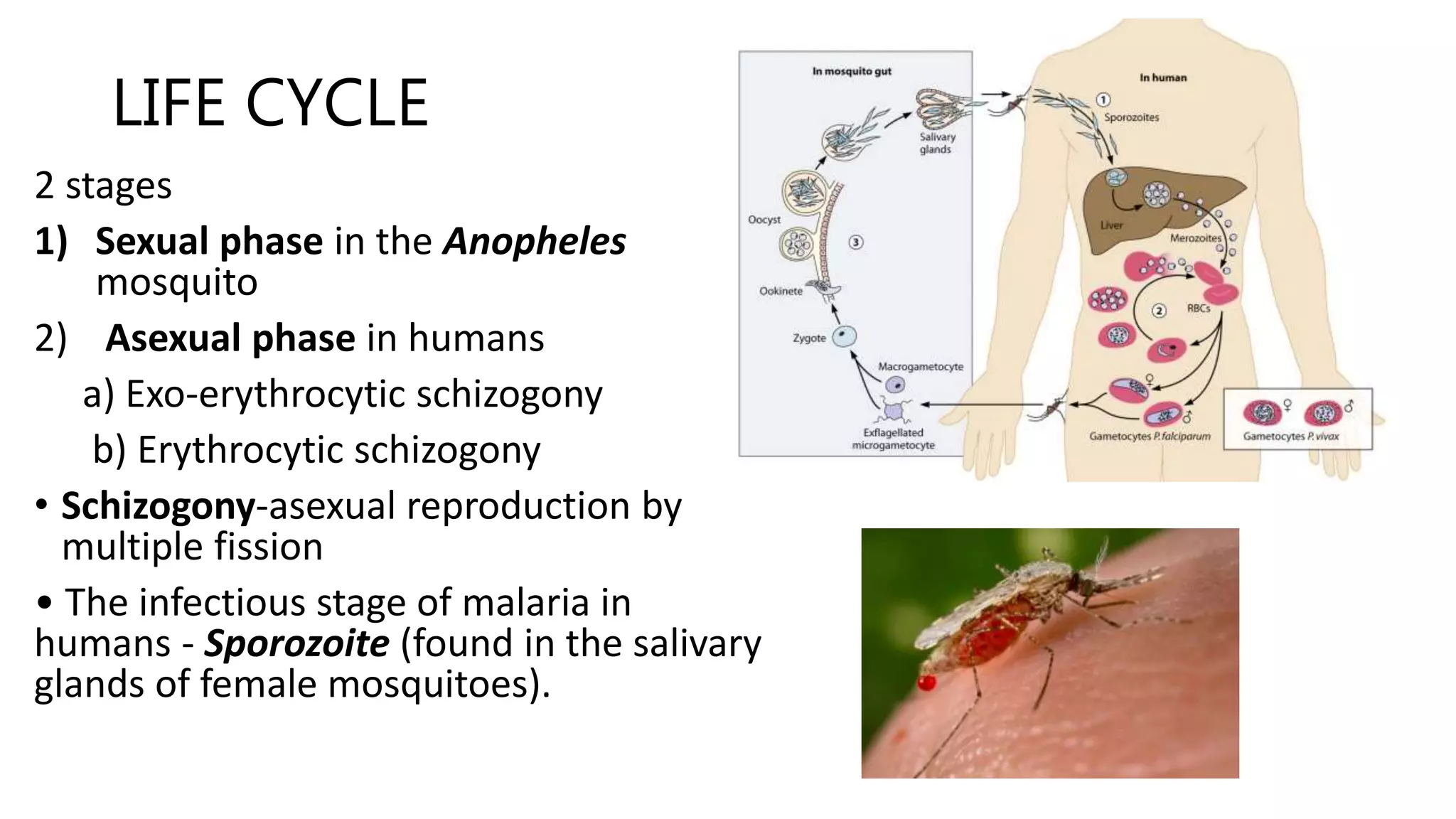 LIFE CYCLE OF PLASMODIUM { MALARIAL PARASITE) | PPT