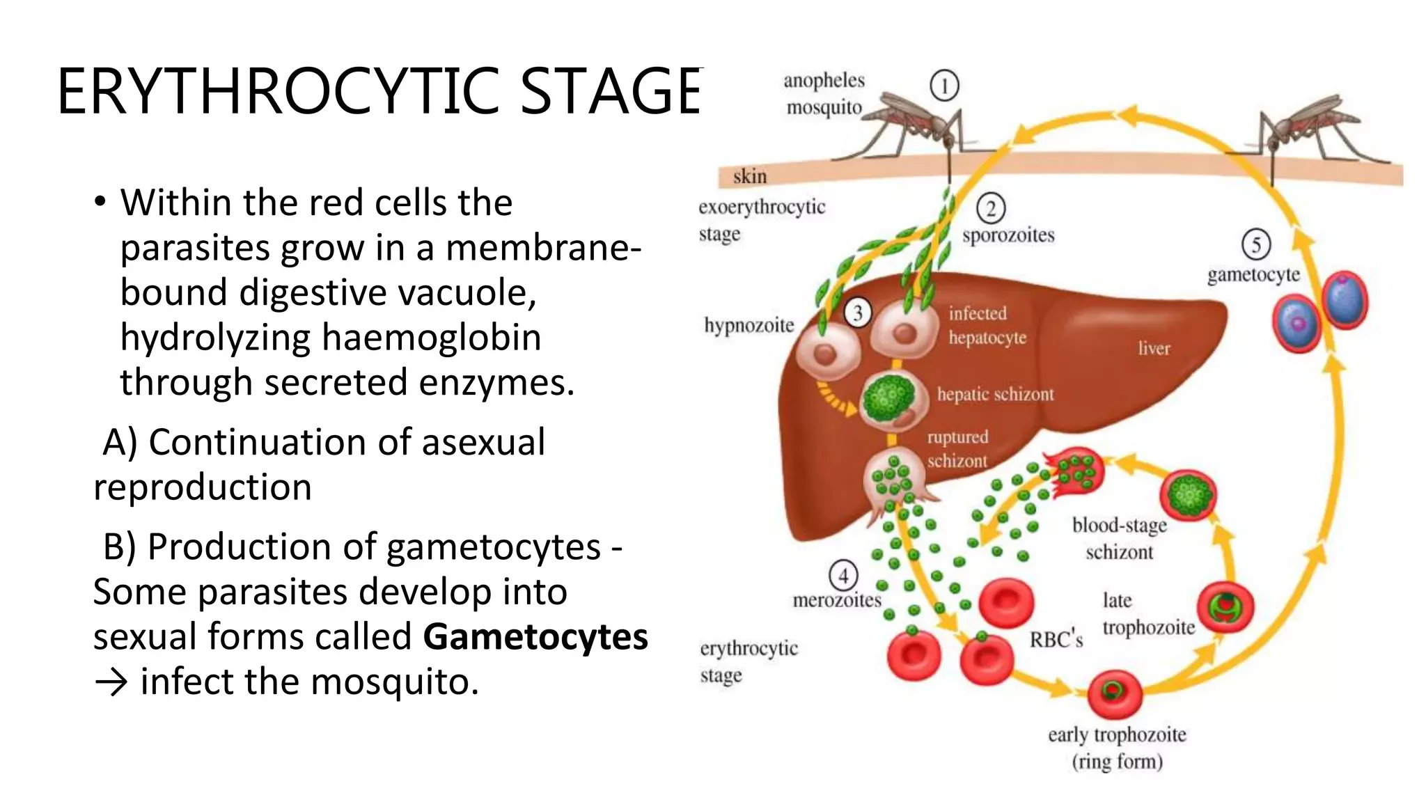 LIFE CYCLE OF PLASMODIUM { MALARIAL PARASITE) | PPT