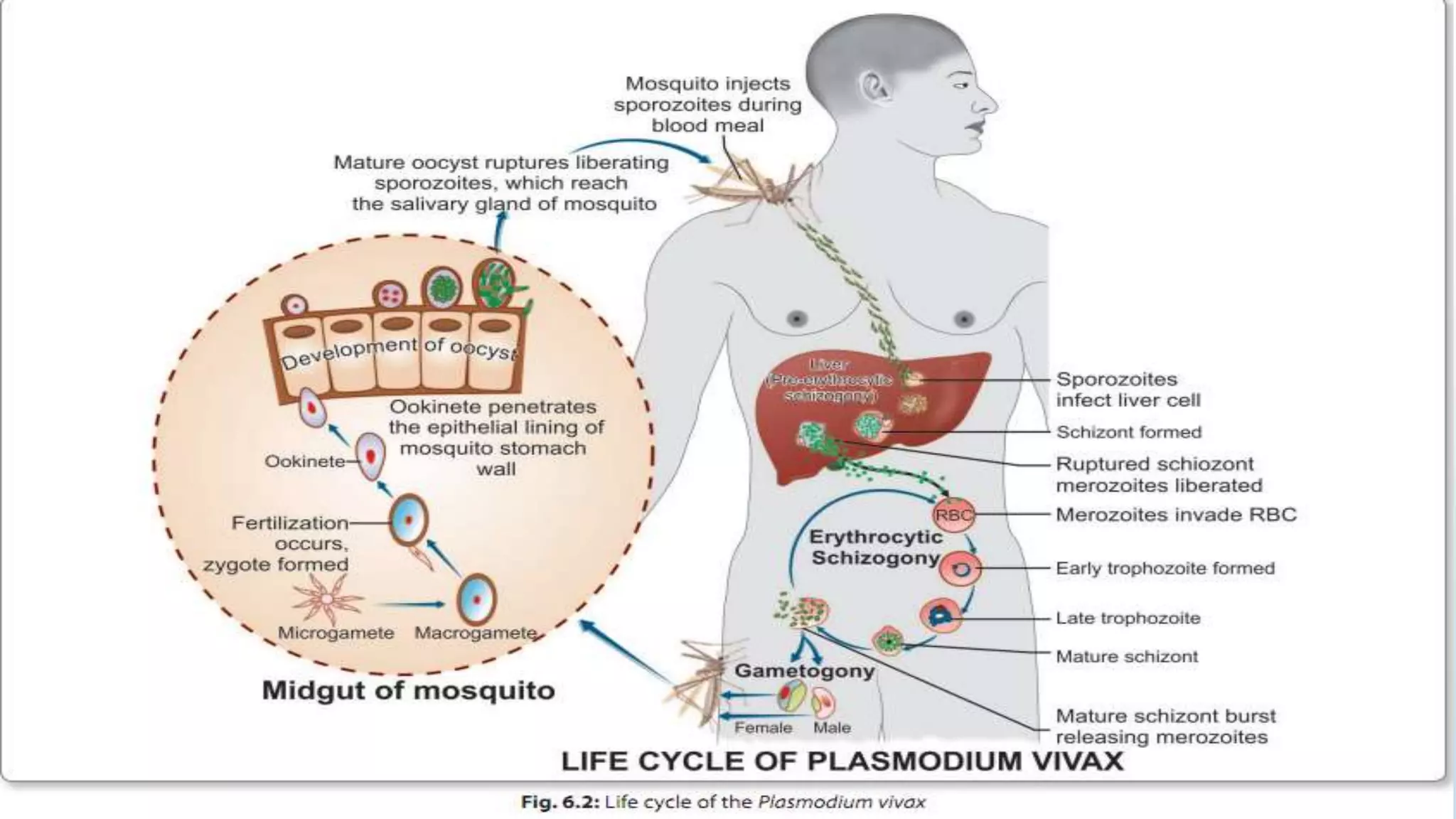 Plasmodium | PPTX | Infectious Diseases | Diseases and Conditions
