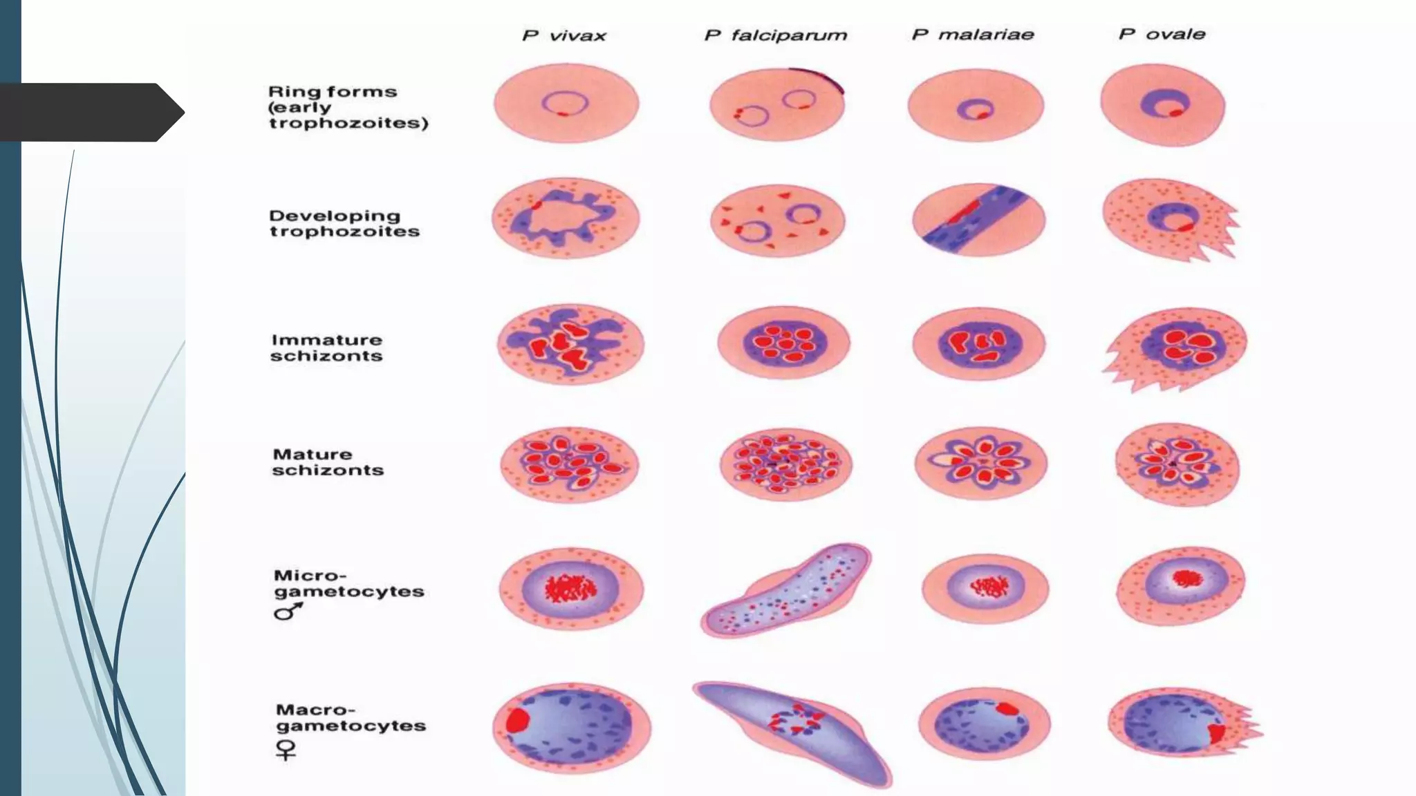 Plasmodium | PPTX | Infectious Diseases | Diseases and Conditions