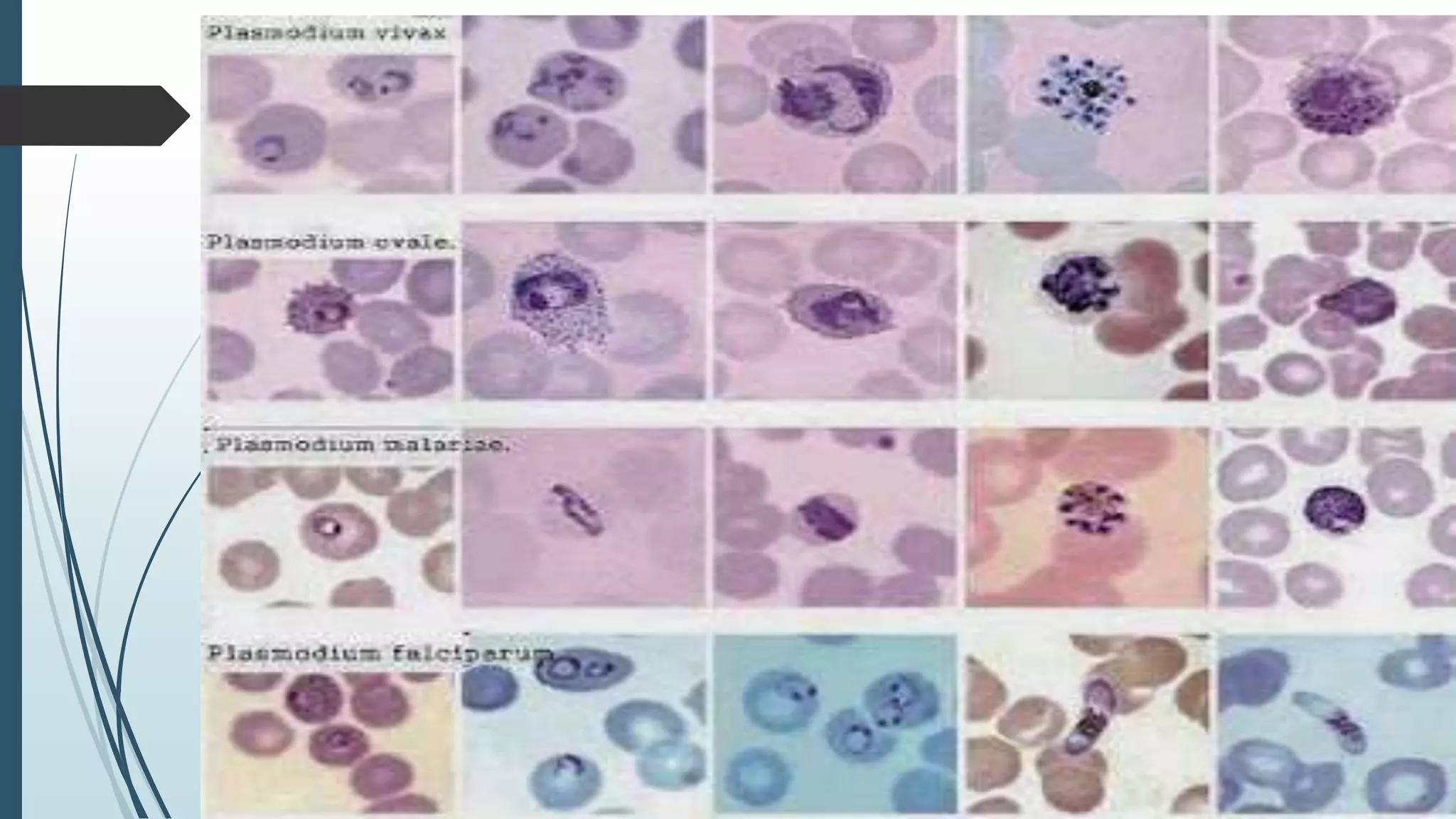 Plasmodium | PPTX | Infectious Diseases | Diseases and Conditions