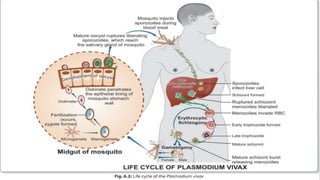 Plasmodium | PPTX | Infectious Diseases | Diseases and Conditions