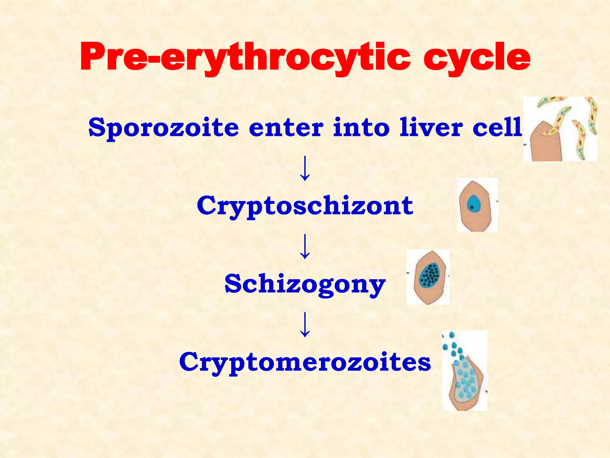 Plasmodium.pptx | Biological Sciences | Science