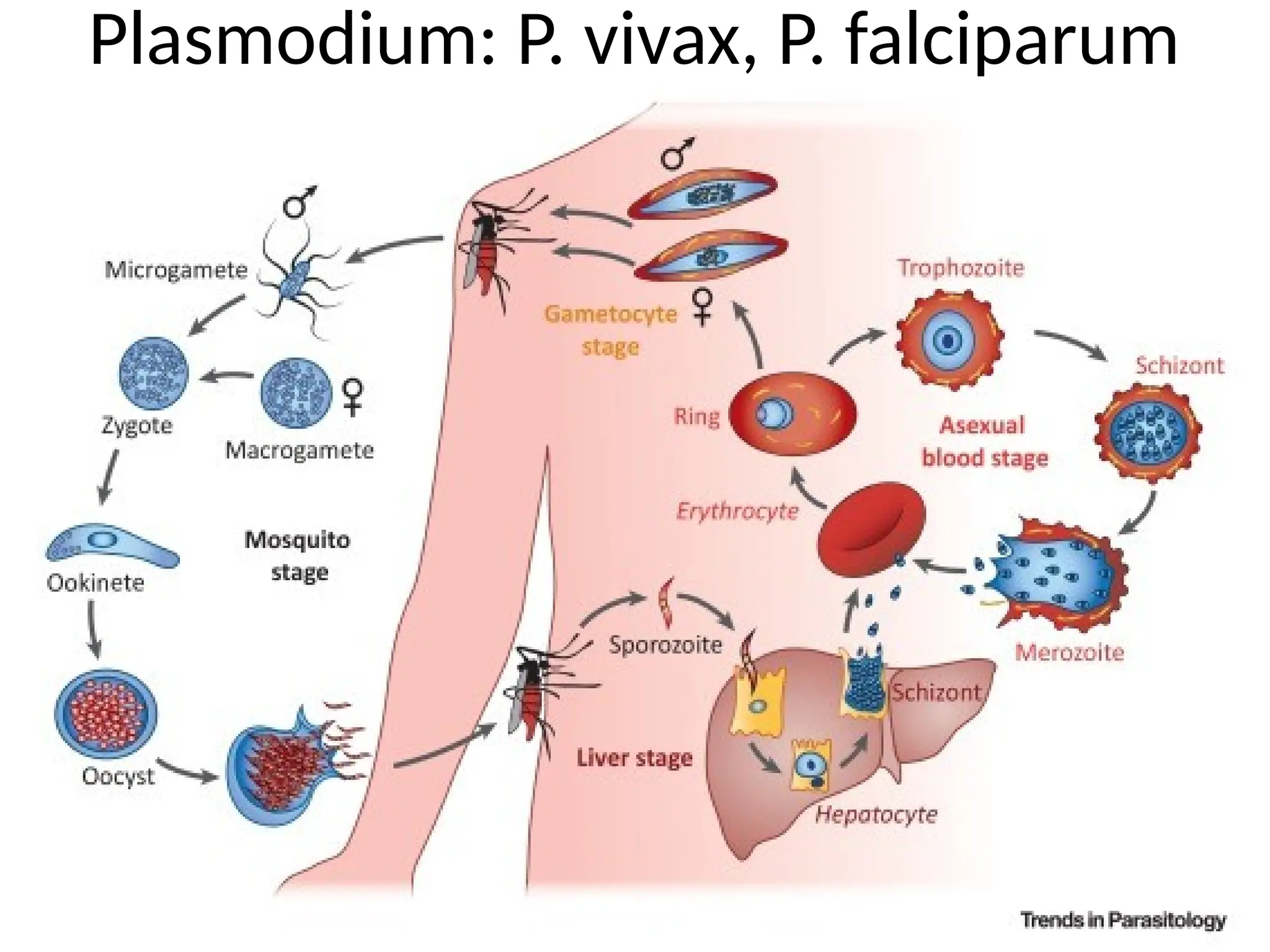 Plasmodium : P. vivax, P. falciparum FOR MEDICAL PARASITOLOGY | PPTX
