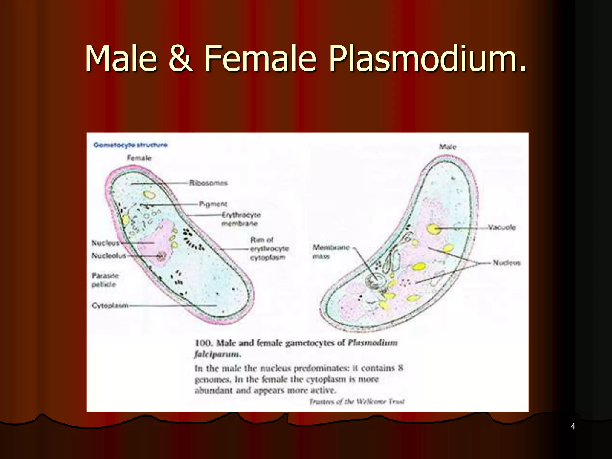 Plasmodium Labeled Diagram An Overview Of Malaria Transmission