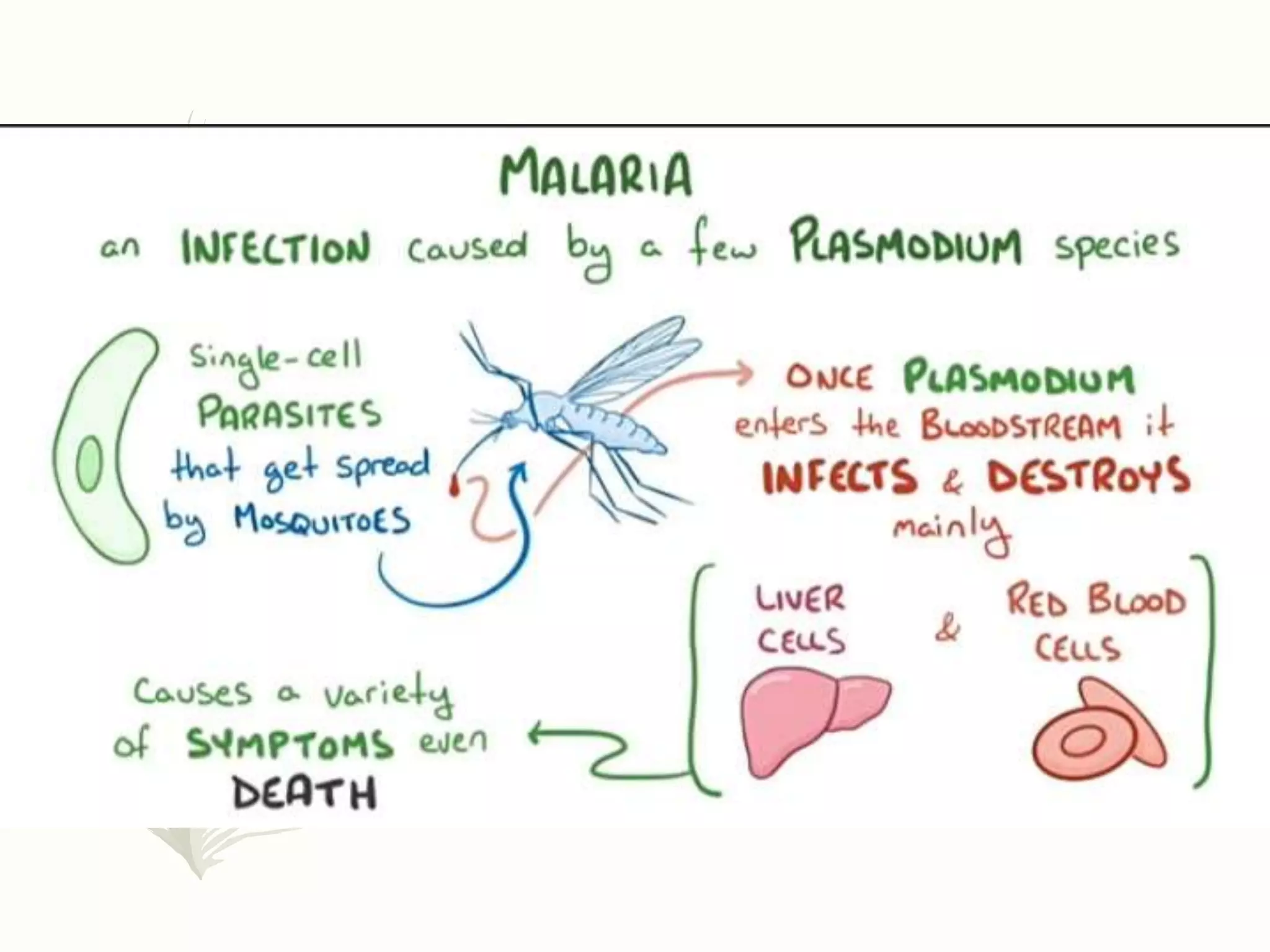 Plasmodium | PPTX