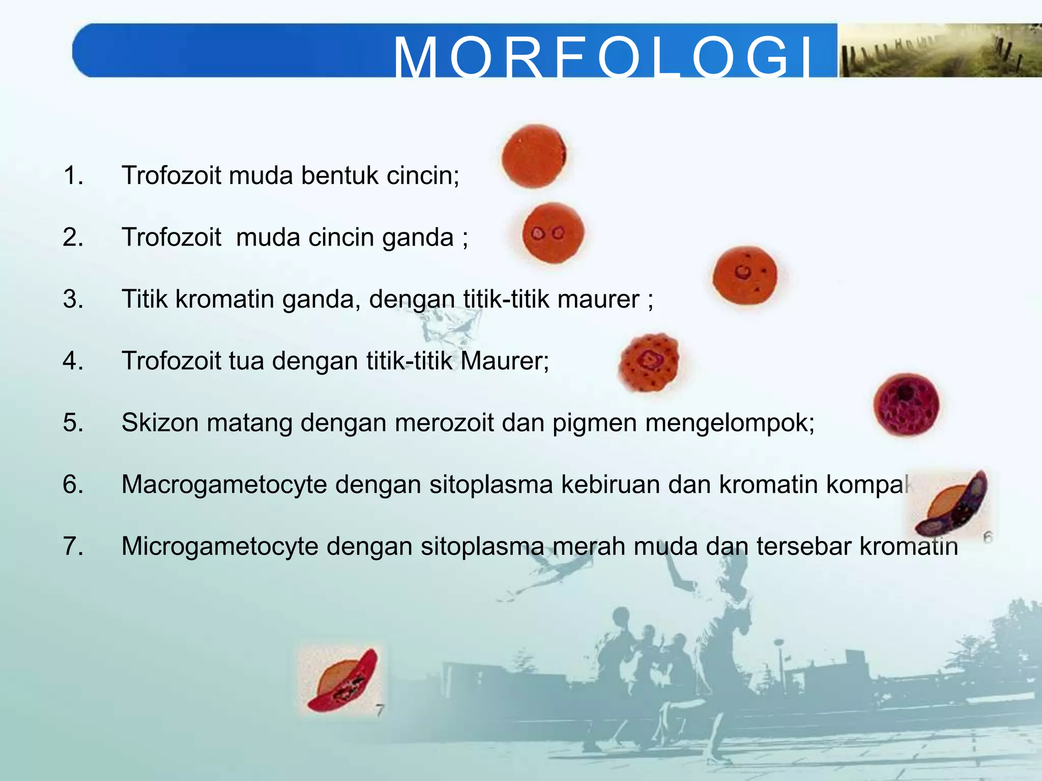 Plasmodium falciparum | PPTX