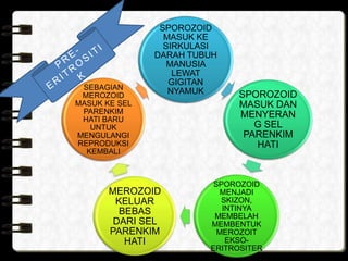 Plasmodium falciparum | PPTX