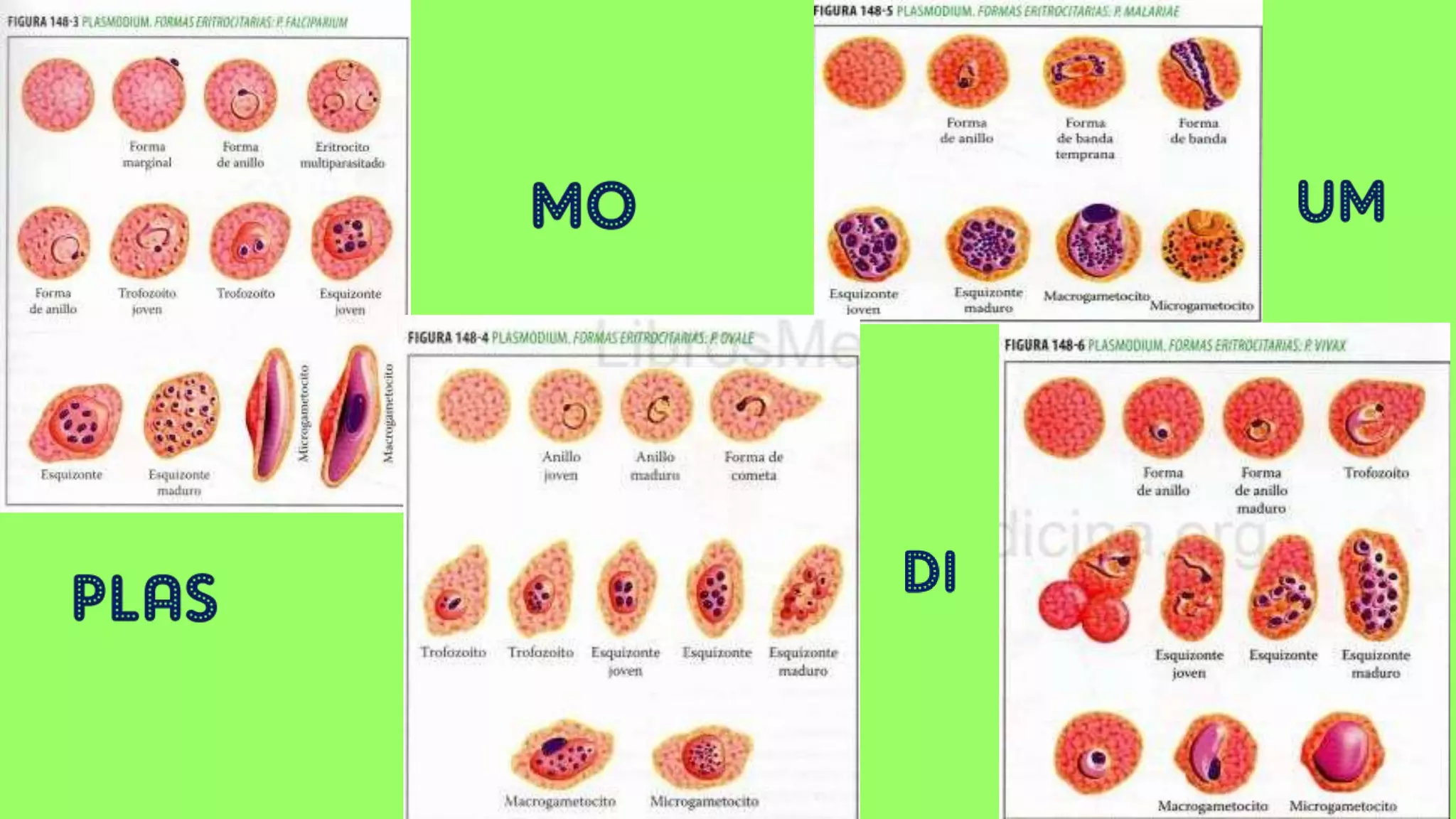 Plasmodium | PPT