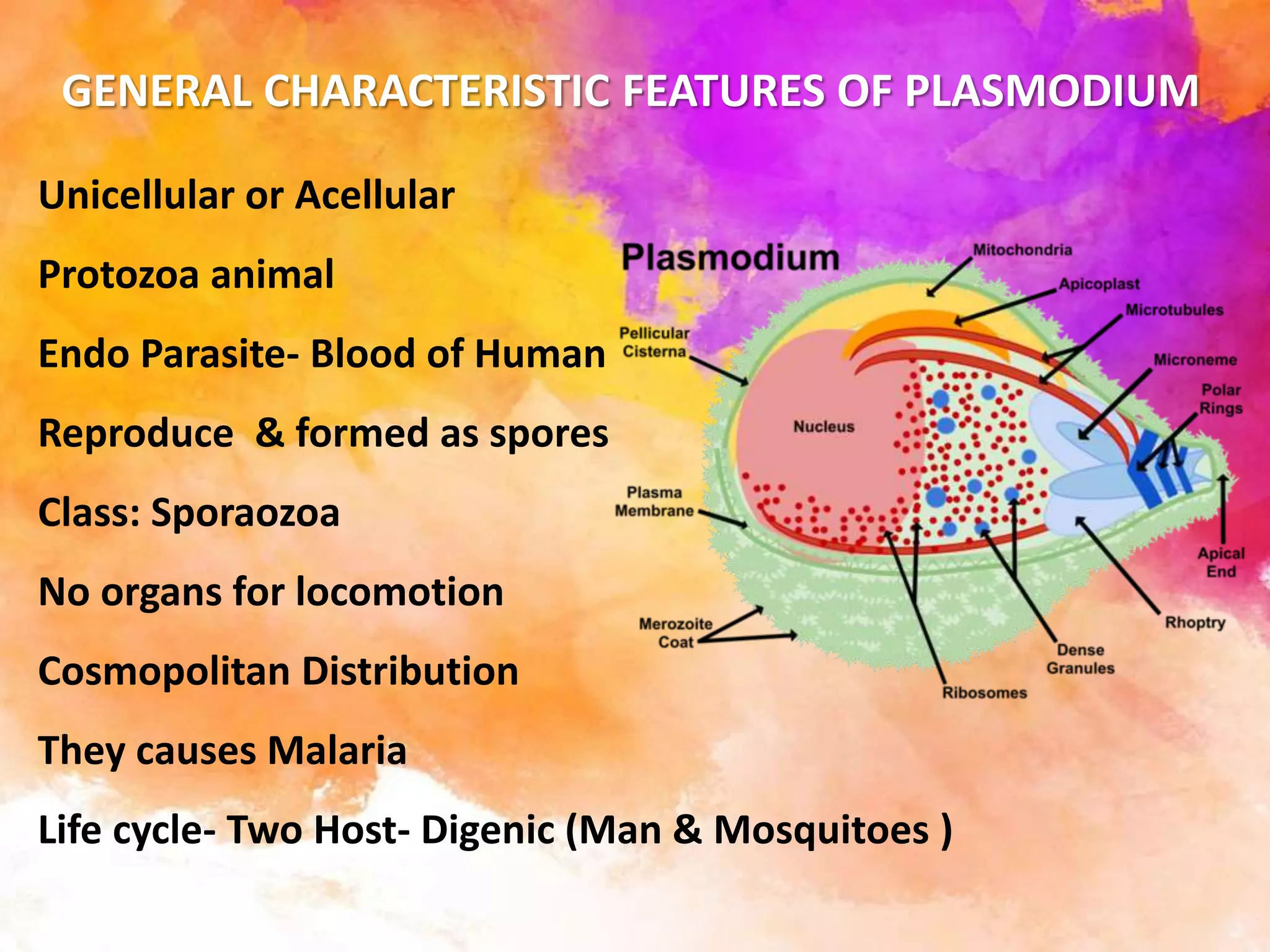 Lifecycle of Plasmodium | PPTX