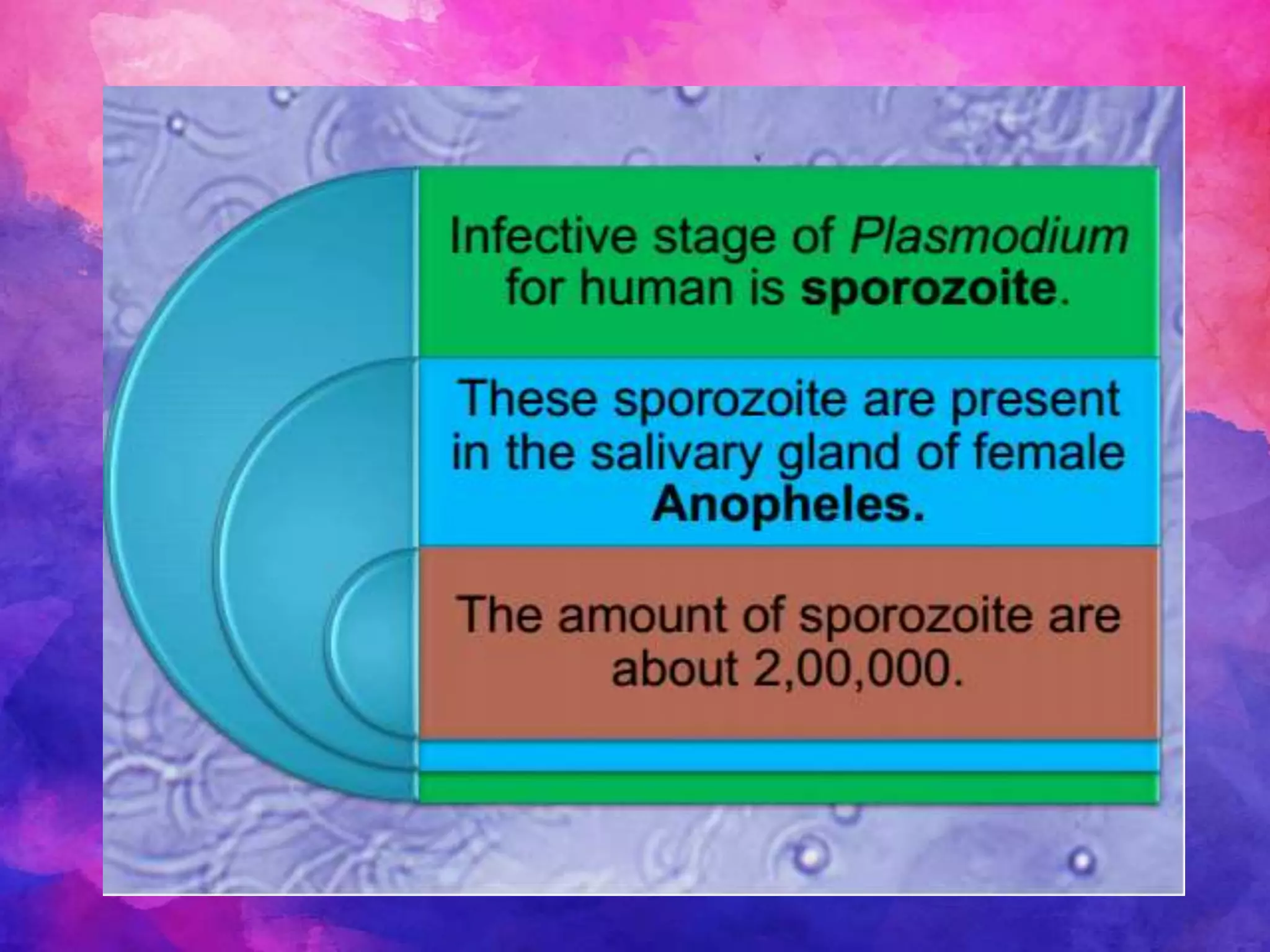Lifecycle of Plasmodium | PPTX