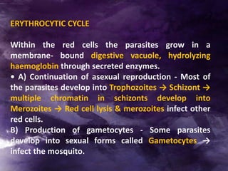 Lifecycle of Plasmodium | PPTX