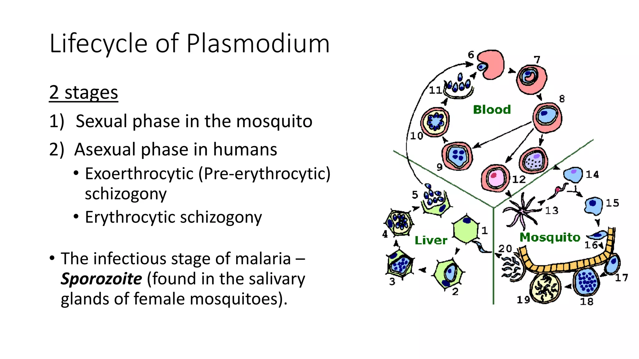 Malaria- Introduction and life cycle of plasmodium | PPTX