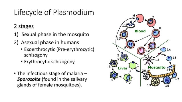 Malaria- Introduction and life cycle of plasmodium | PPTX | Biological Sciences | Science