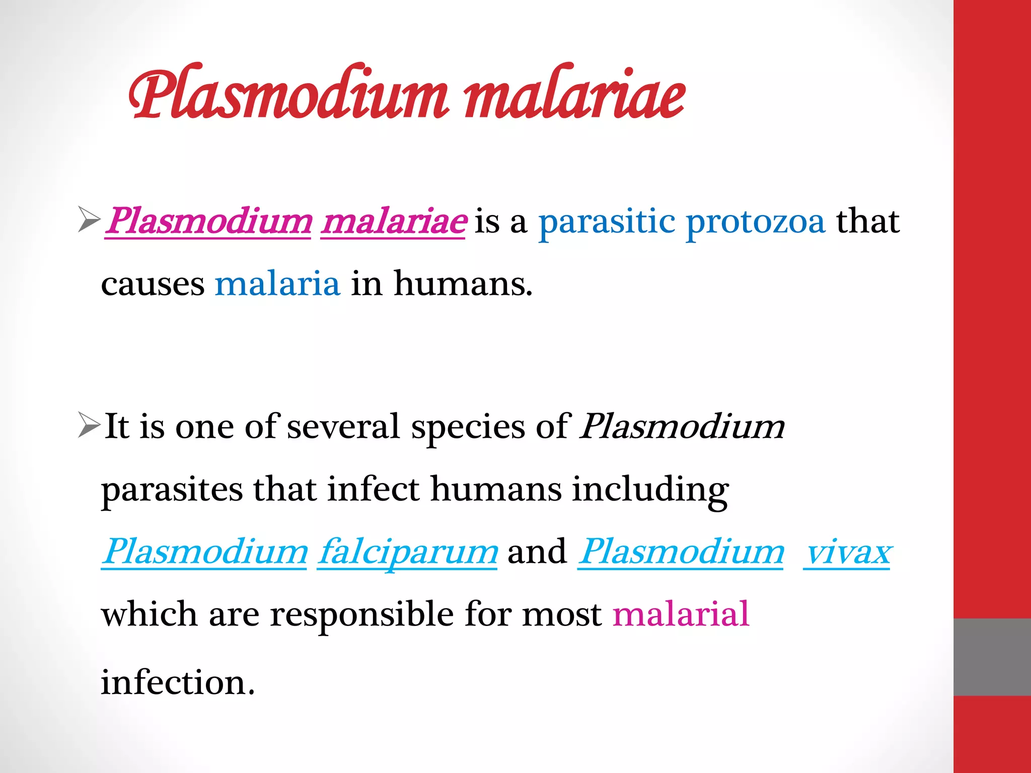 Plasmodium malariae | PPTX