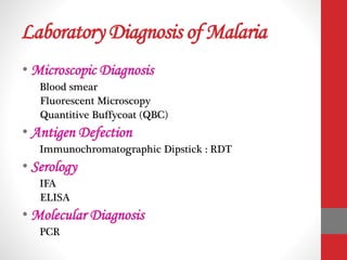Plasmodium malariae | PPTX | Infectious Diseases | Diseases and Conditions