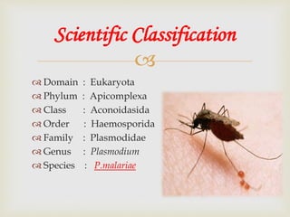 Plasmodium malariae | PPTX | Infectious Diseases | Diseases and Conditions
