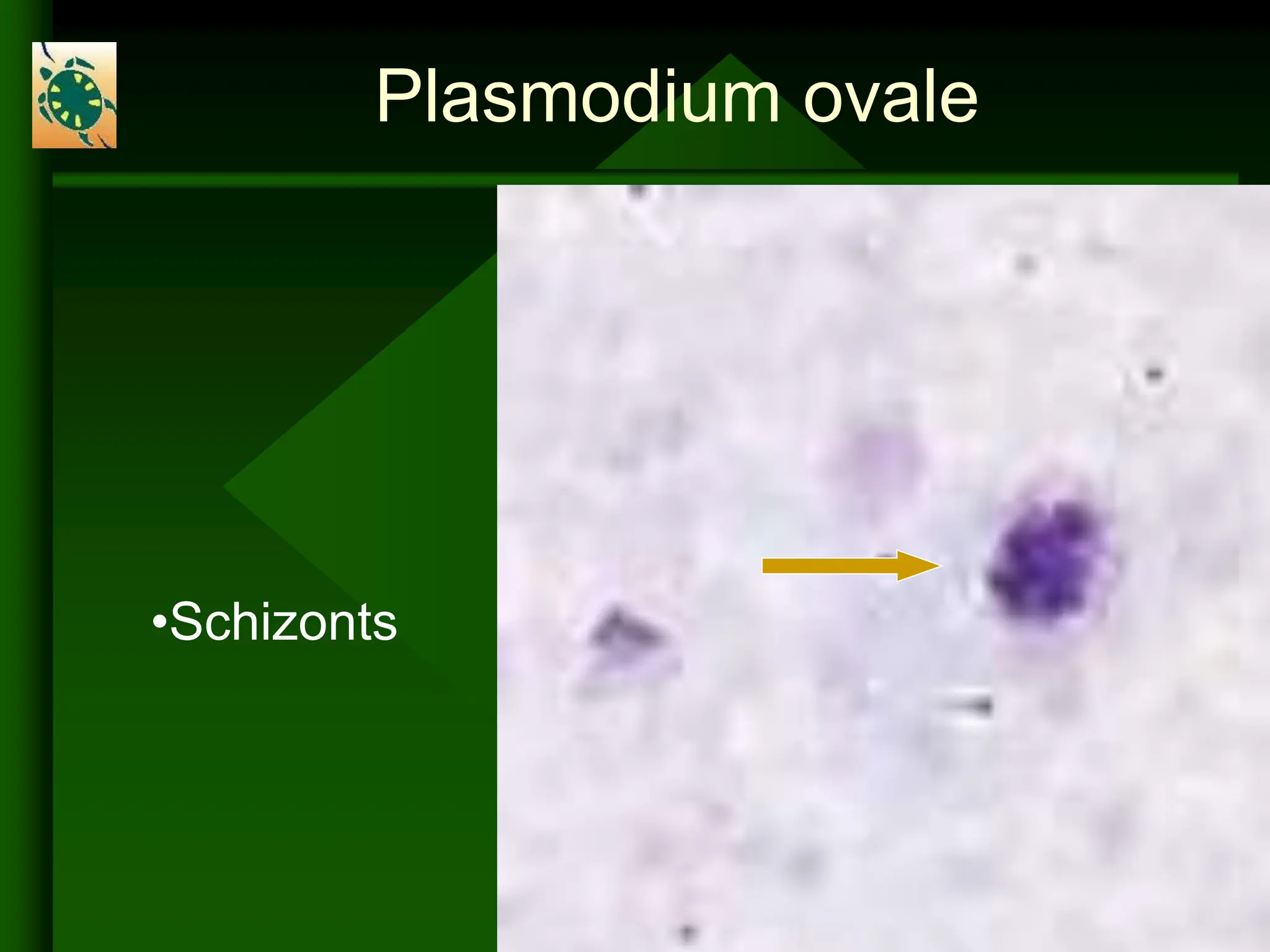Plasmodbbbbbbbbbbbbbbbbbbbbium ovale.pptx