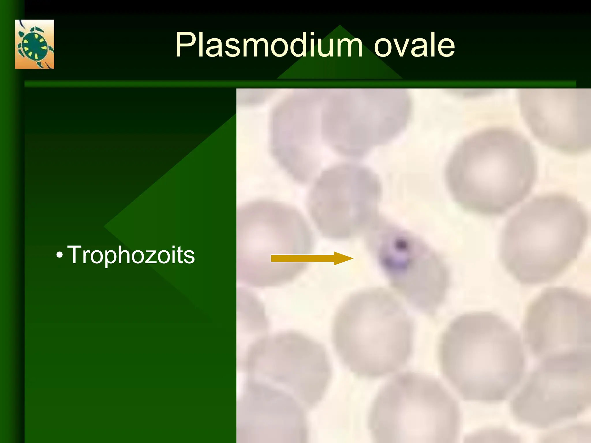 Plasmodbbbbbbbbbbbbbbbbbbbbium ovale.pptx