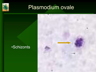 Plasmodbbbbbbbbbbbbbbbbbbbbium ovale.pptx