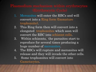 Plasmodium species, life cycle and stages, diseases, diagnoses ...