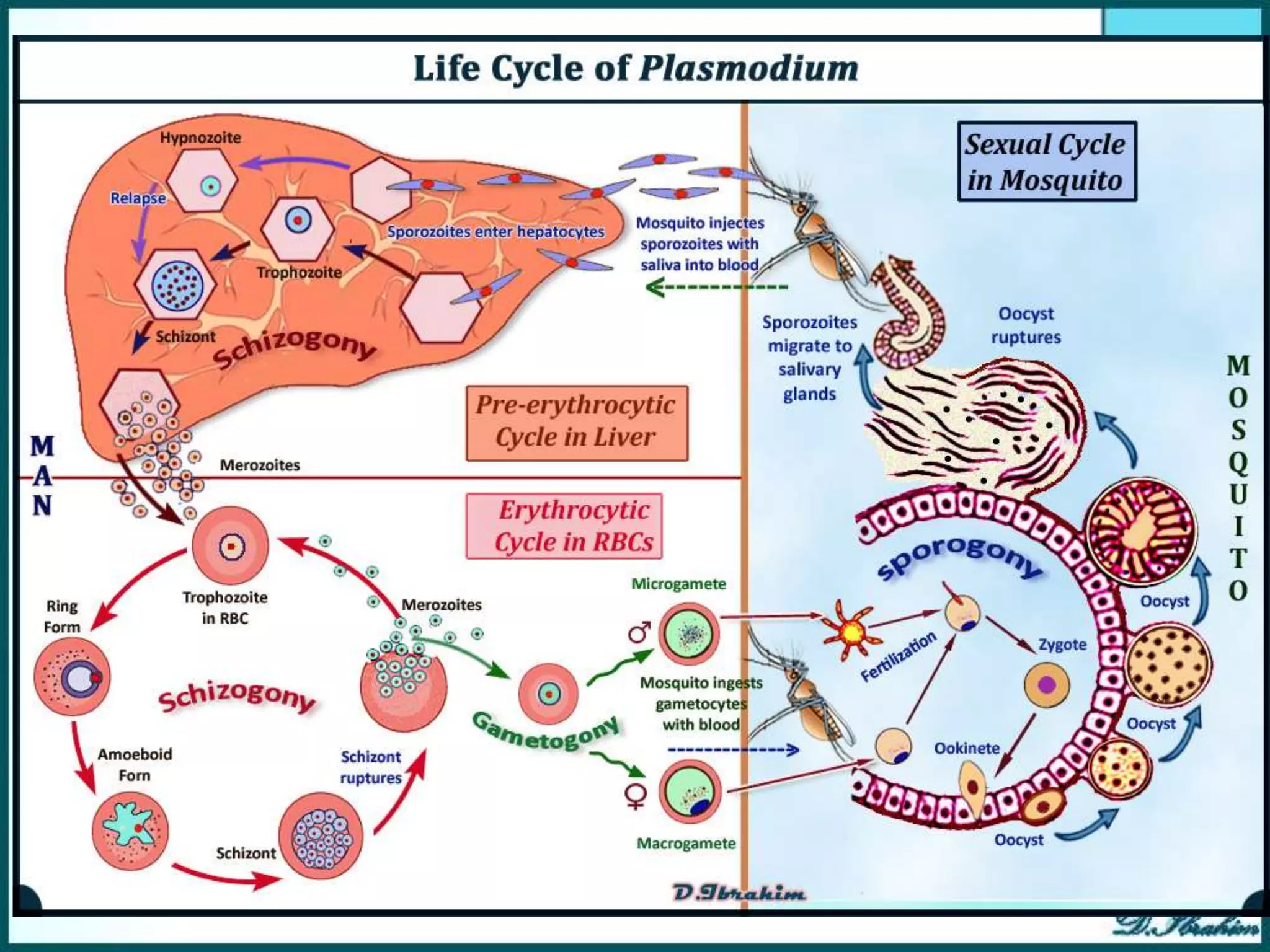 Plasmodium spp.pptx