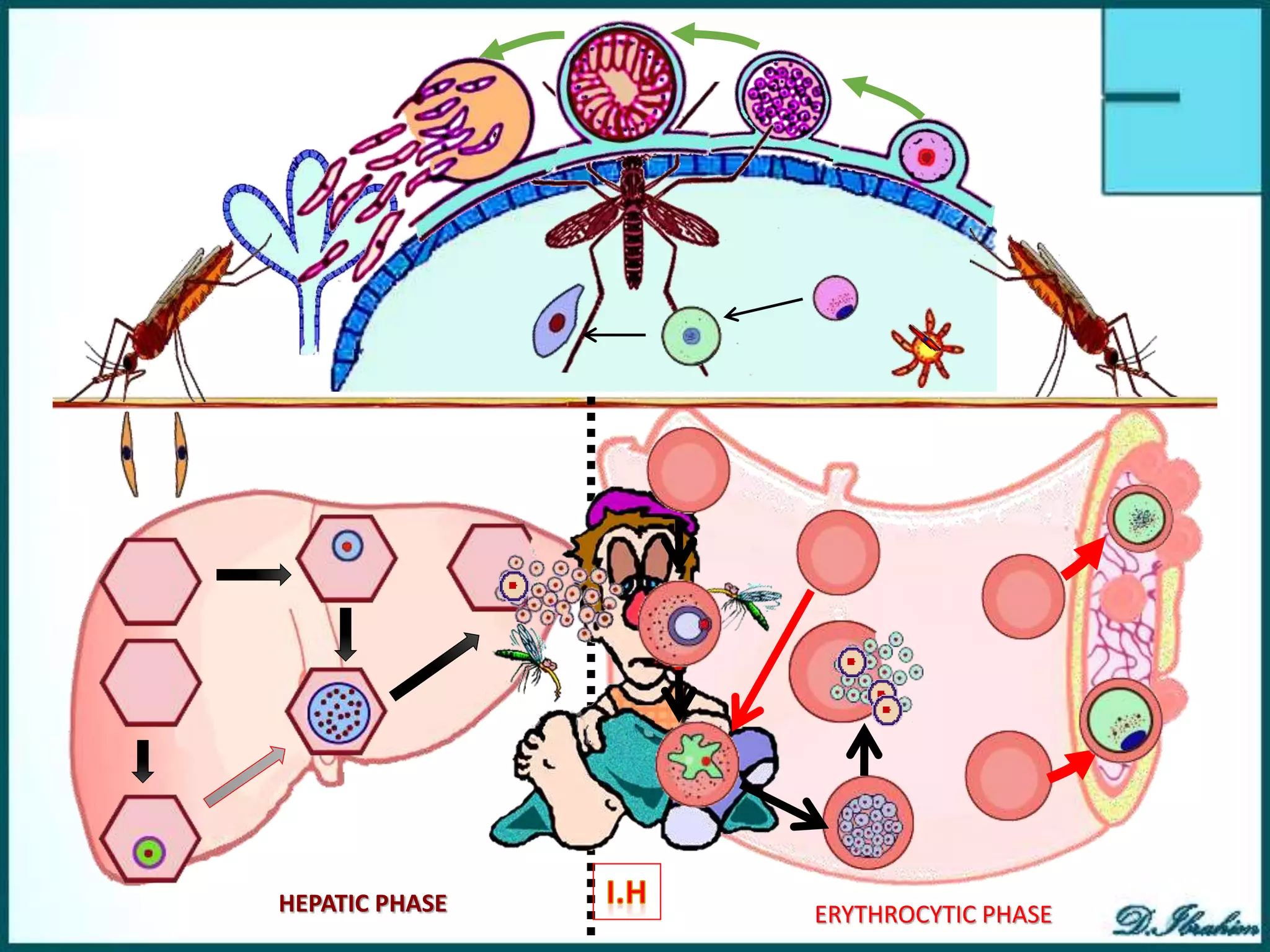 Plasmodium spp.pptx