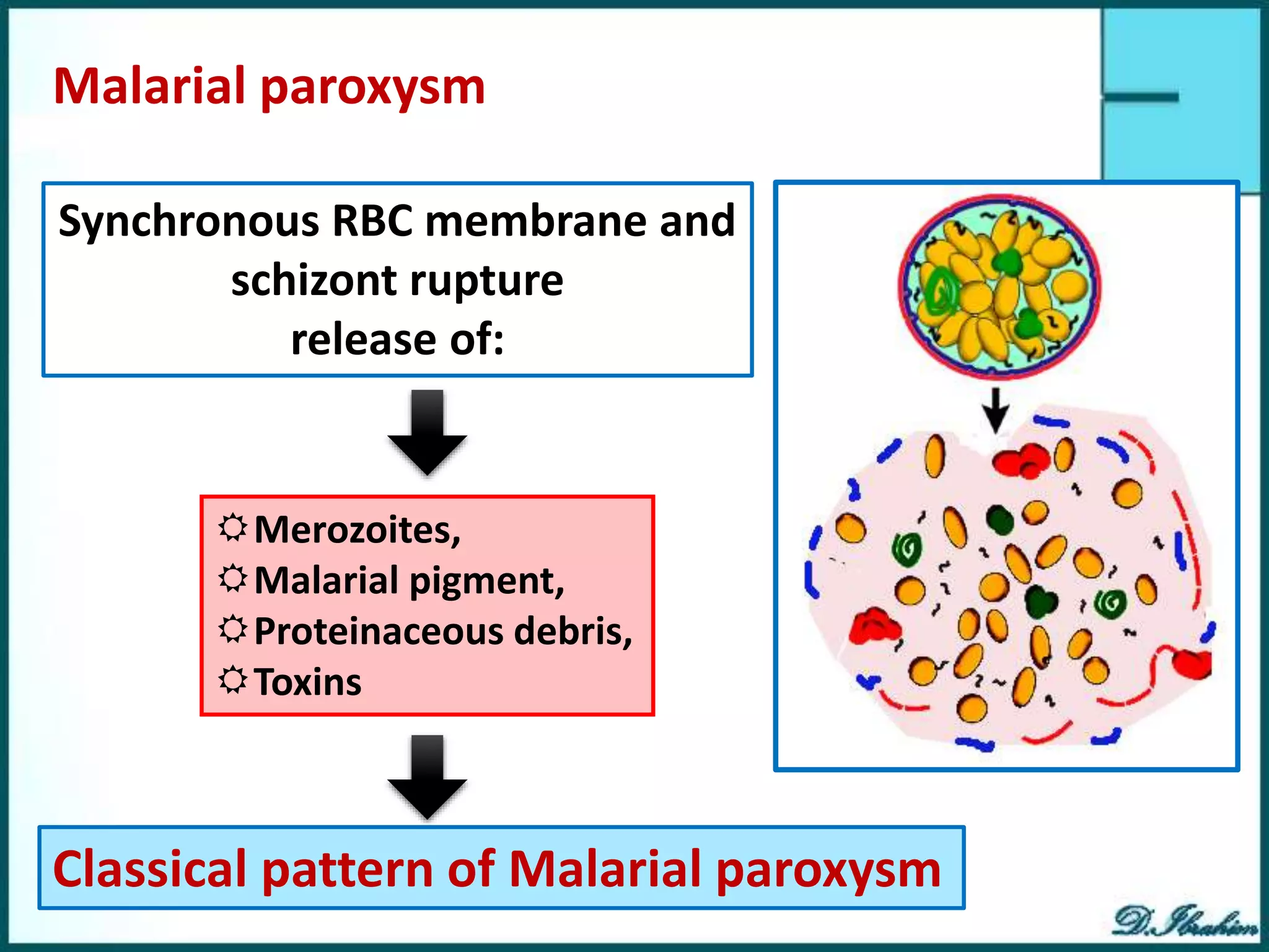 Plasmodium spp.pptx