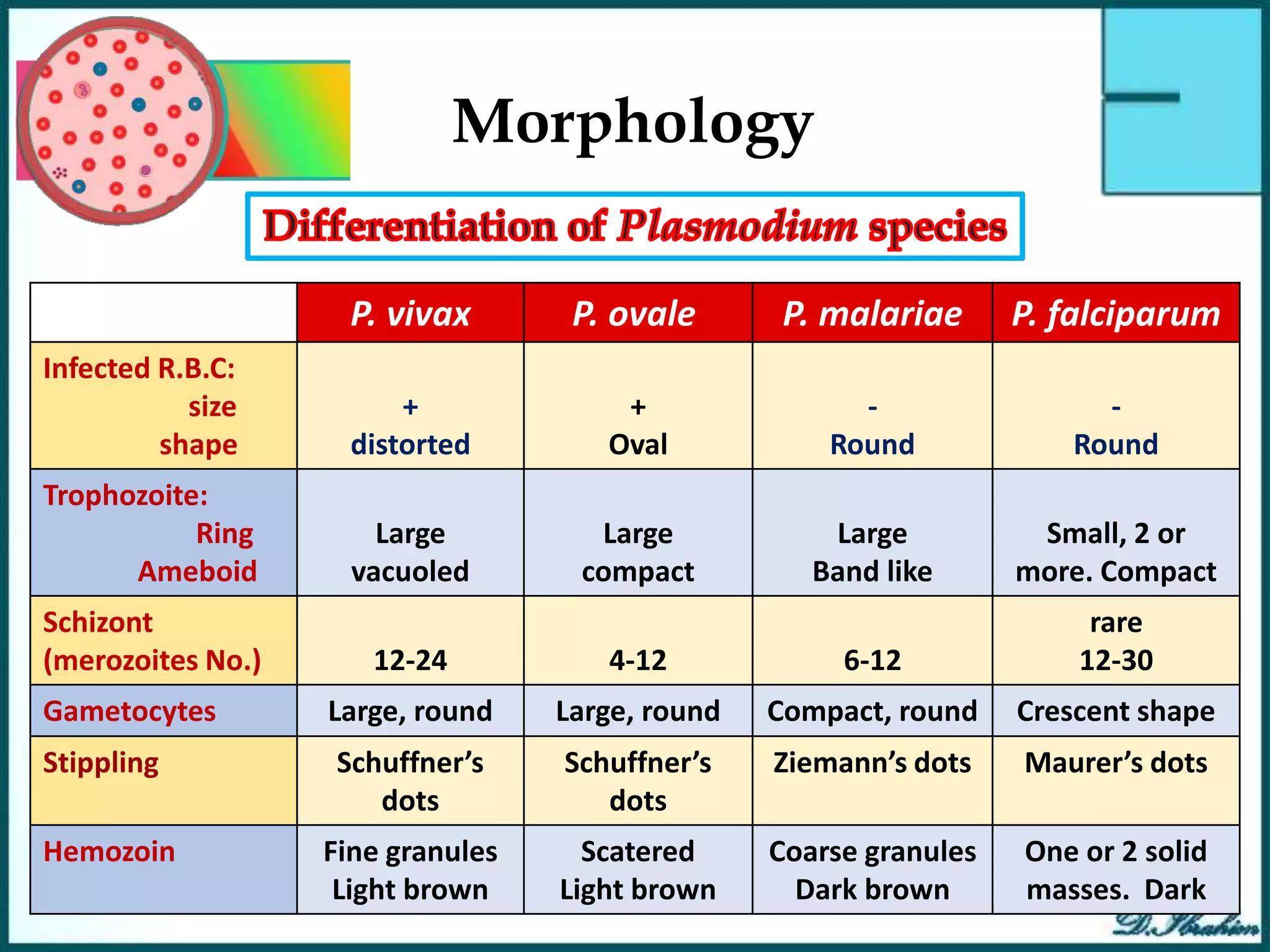 Plasmodium spp.pptx