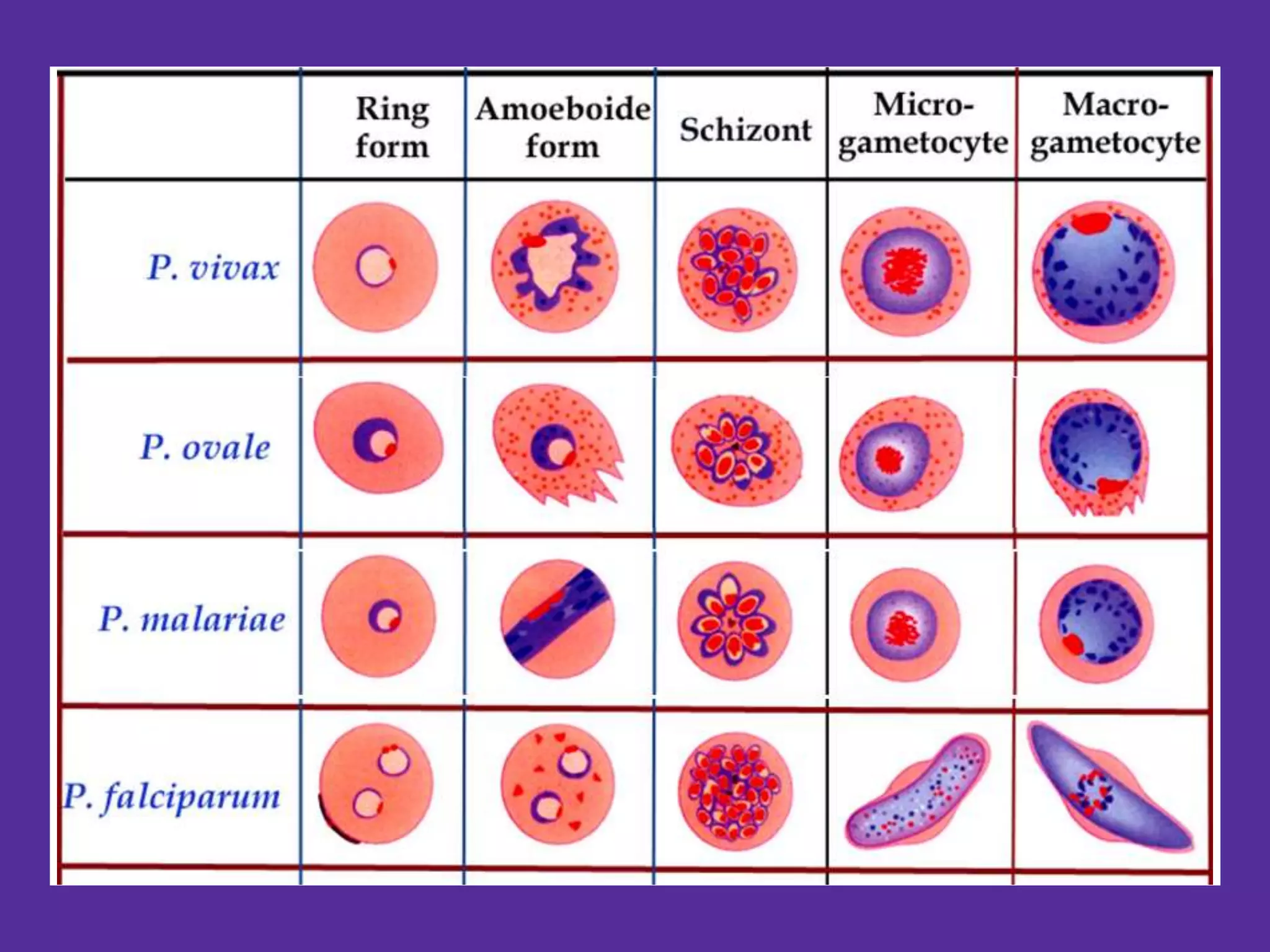 Plasmodium spp.pptx