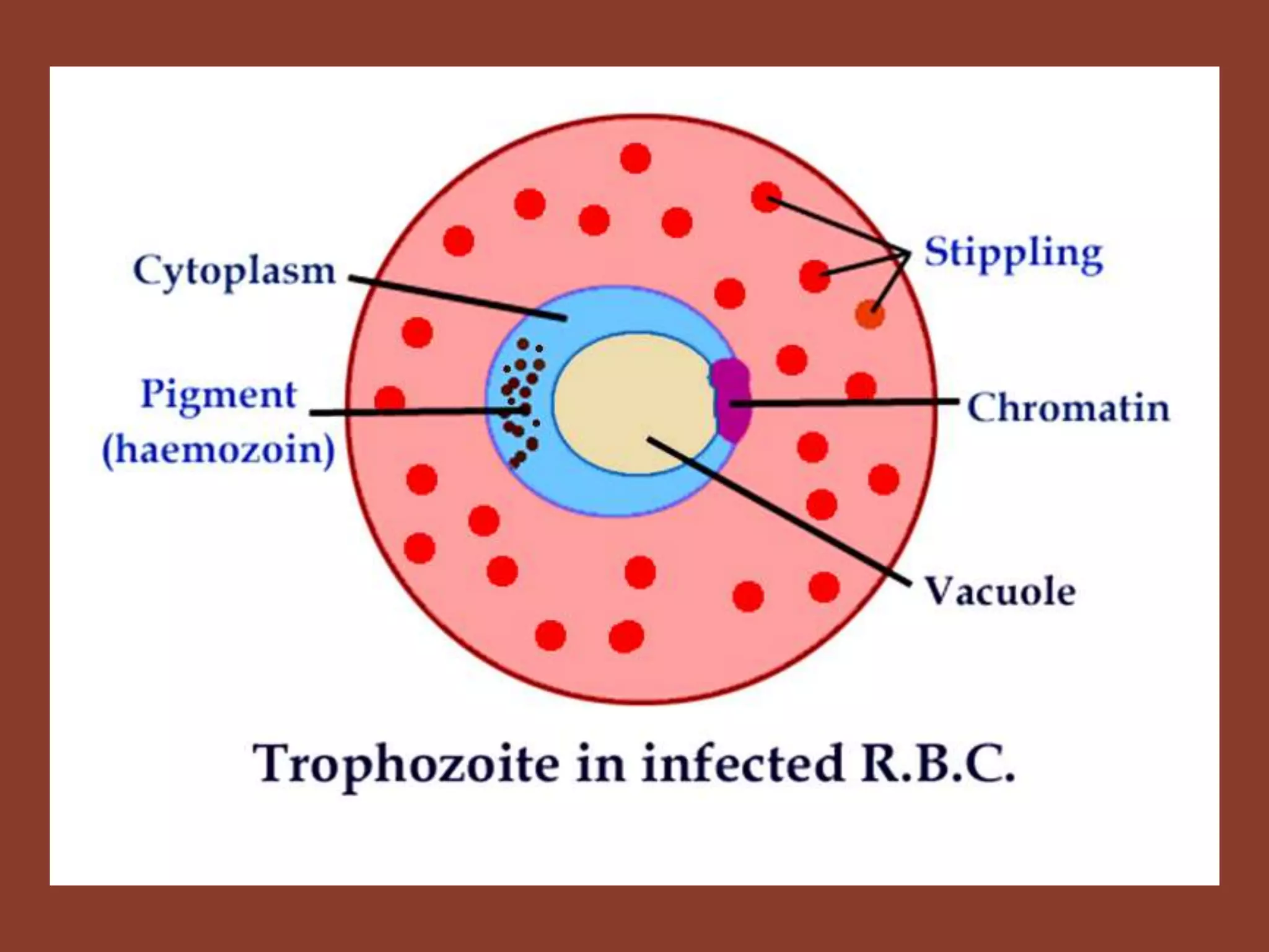Plasmodium spp.pptx