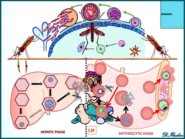 Plasmodium spp.pptx | Infectious Diseases | Diseases and Conditions