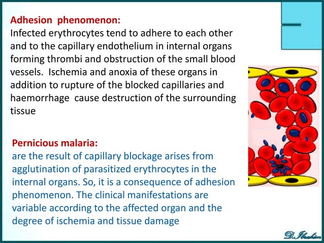 Plasmodium spp.pptx | Infectious Diseases | Diseases and Conditions
