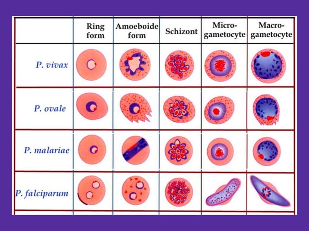 Plasmodium spp.pptx | Infectious Diseases | Diseases and Conditions