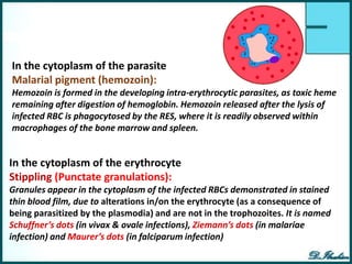Plasmodium spp.pptx