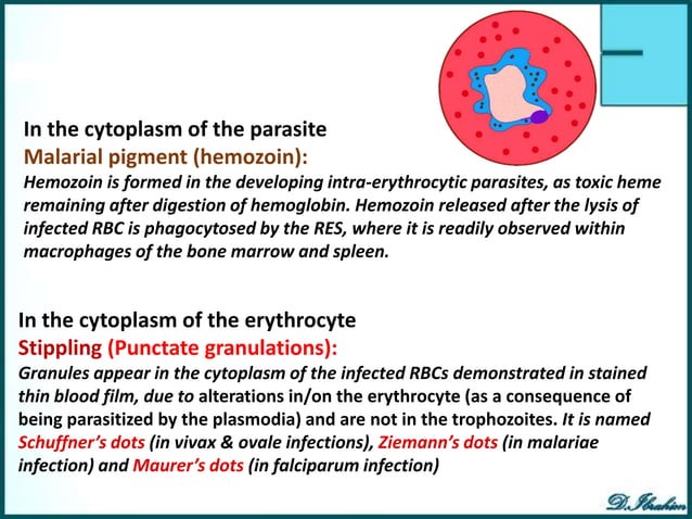 Plasmodium spp.pptx | Infectious Diseases | Diseases and Conditions