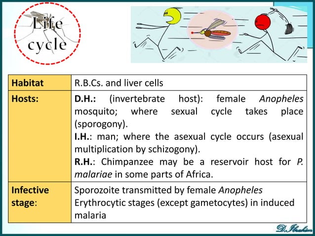 Plasmodium spp.pptx | Infectious Diseases | Diseases and Conditions