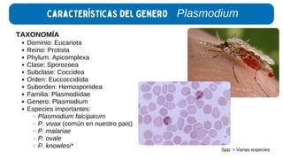 Plasmodium spp.pdf Microbiología y Parasitología médicas | PDF