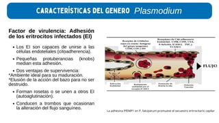 Plasmodium spp.pdf Microbiología y Parasitología médicas | PDF