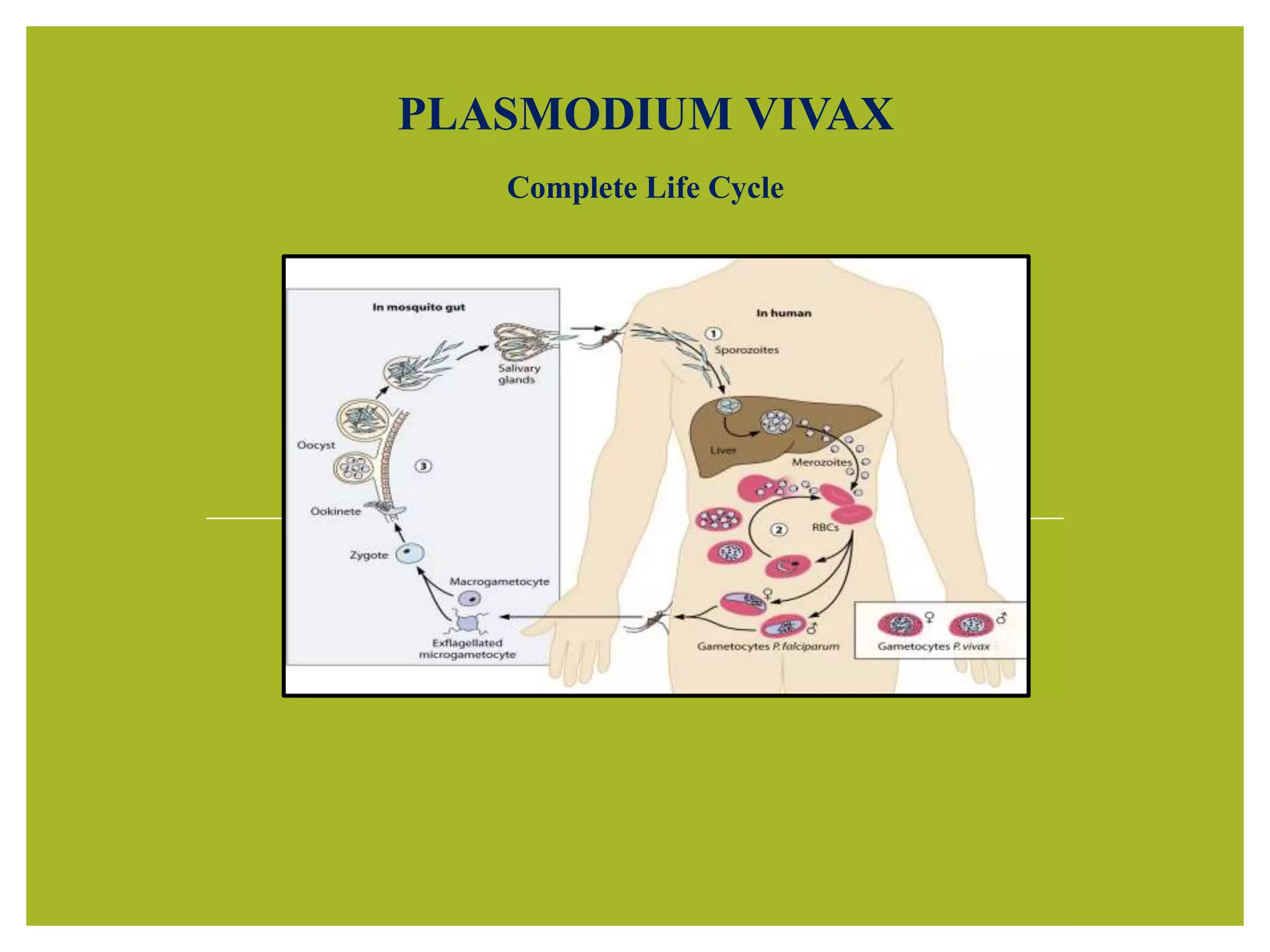 Plasmodium vivax structure and life cycle | PPT