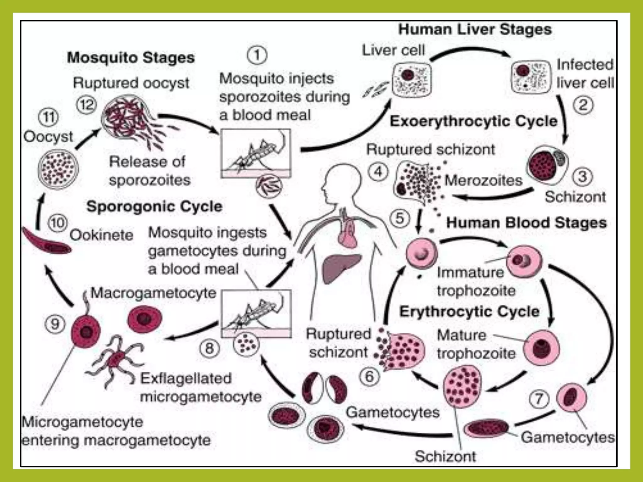 Plasmodium vivax structure and life cycle | PPT