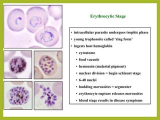 Plasmodium Structure