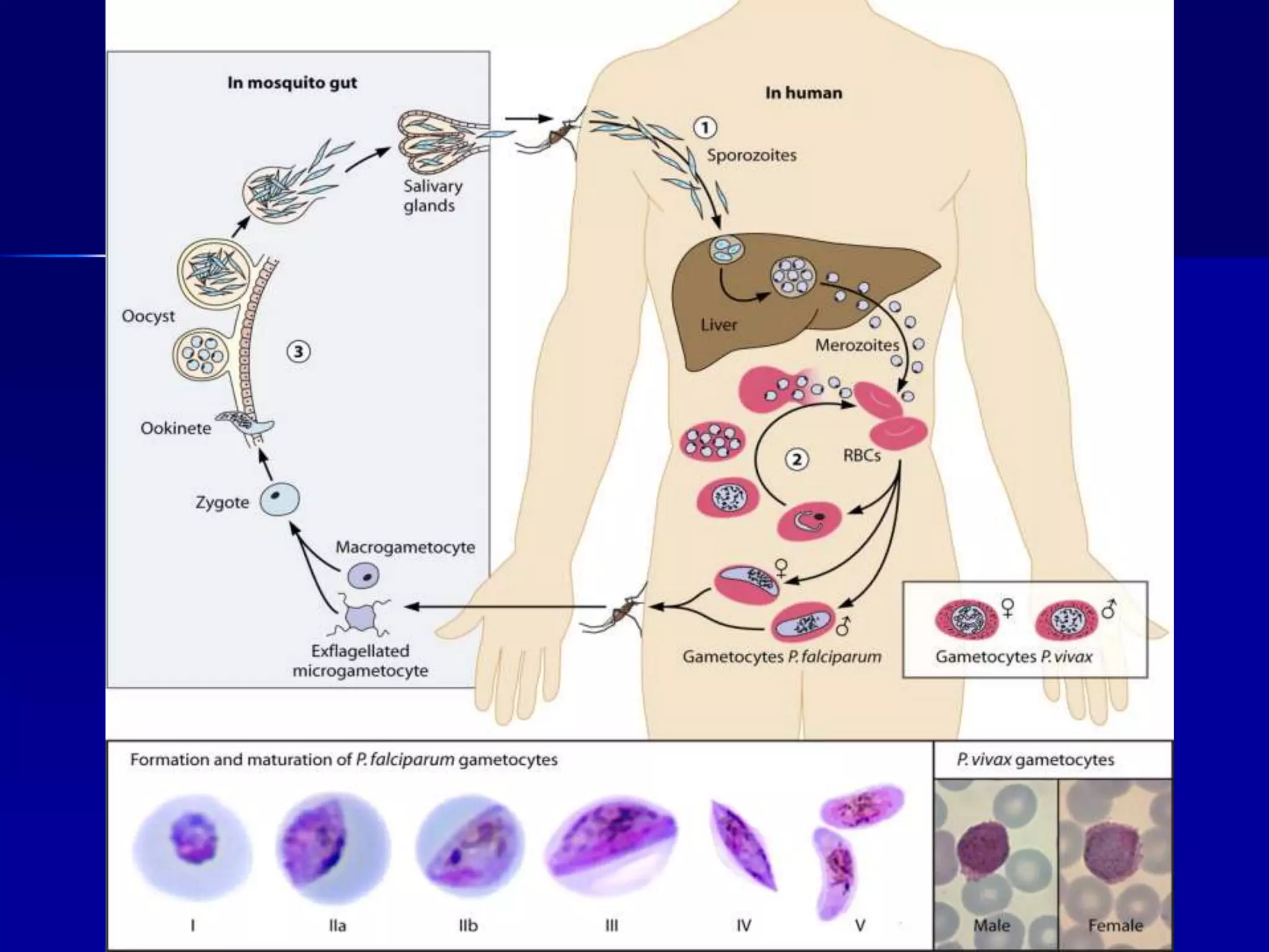 Plasmodium structure and life cycle | PPT | Infectious Diseases ...