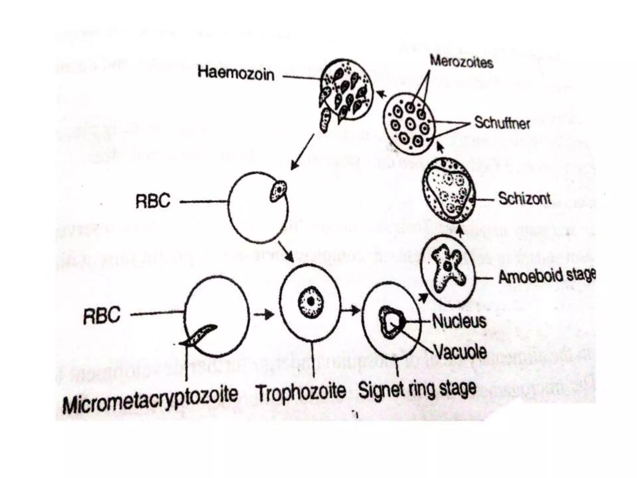 Plasmodium structure and life cycle | PPT | Infectious Diseases ...