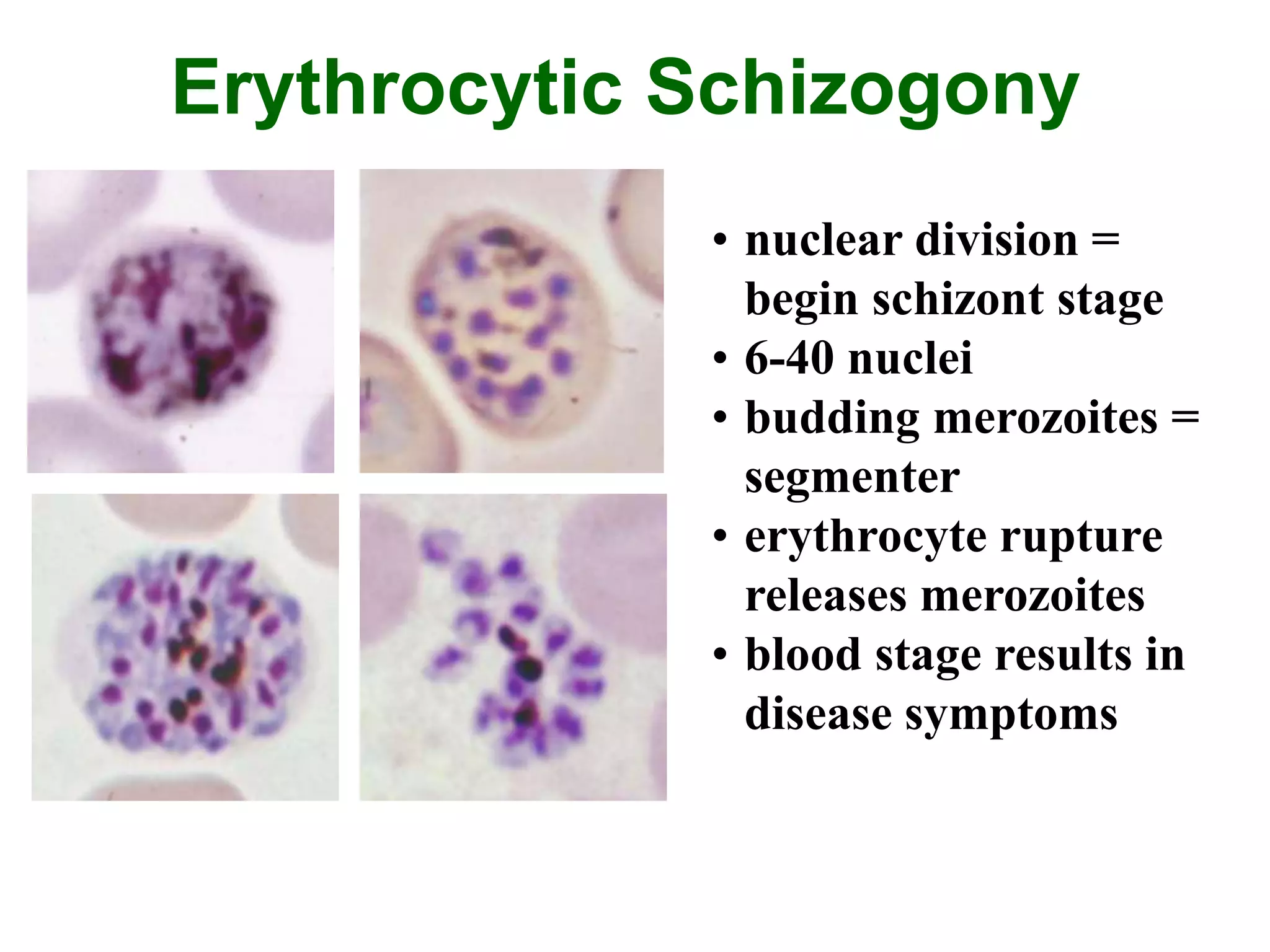 Plasmodium structure and life cycle | PPT