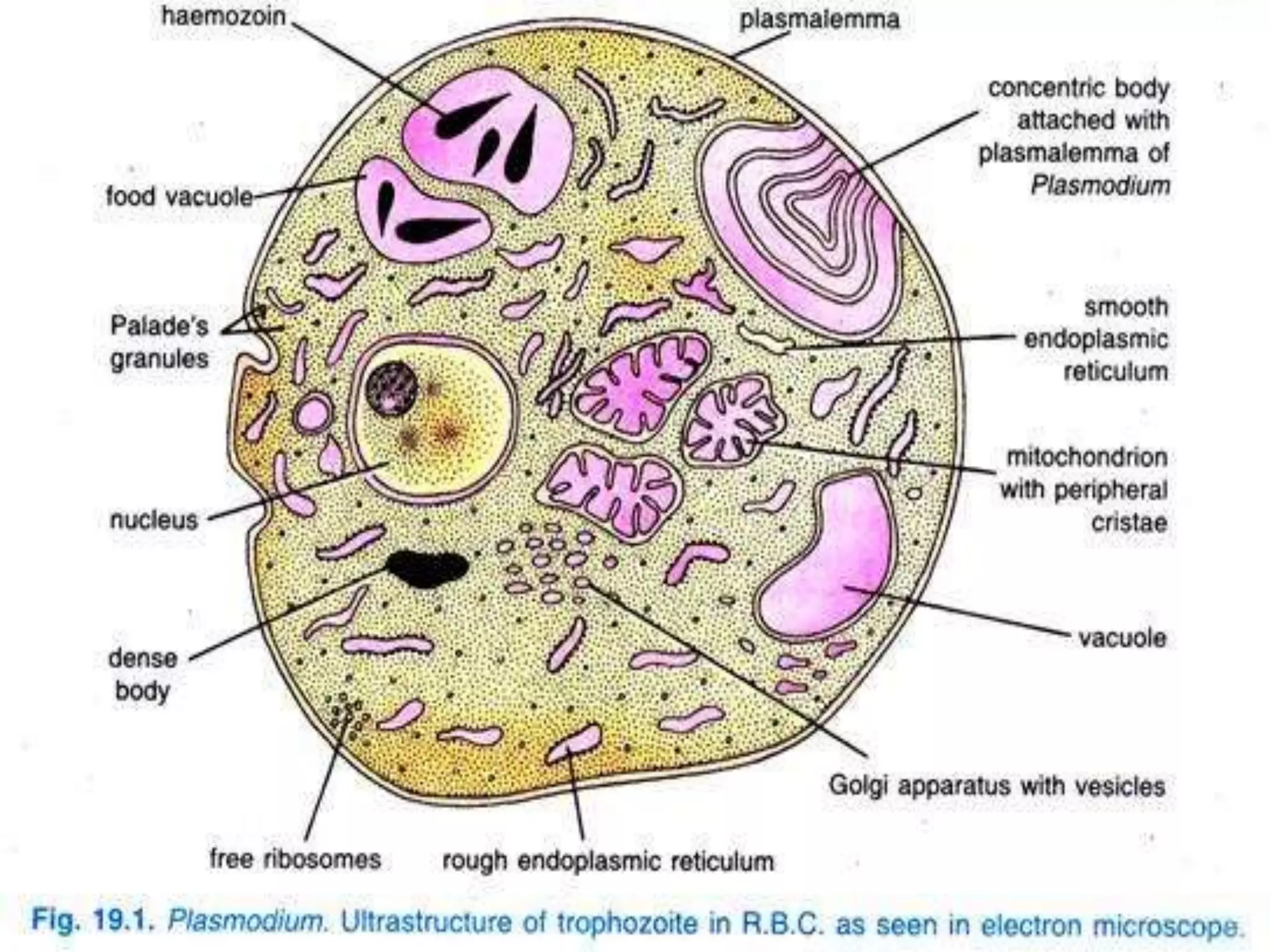 Plasmodium structure and life cycle | PPT