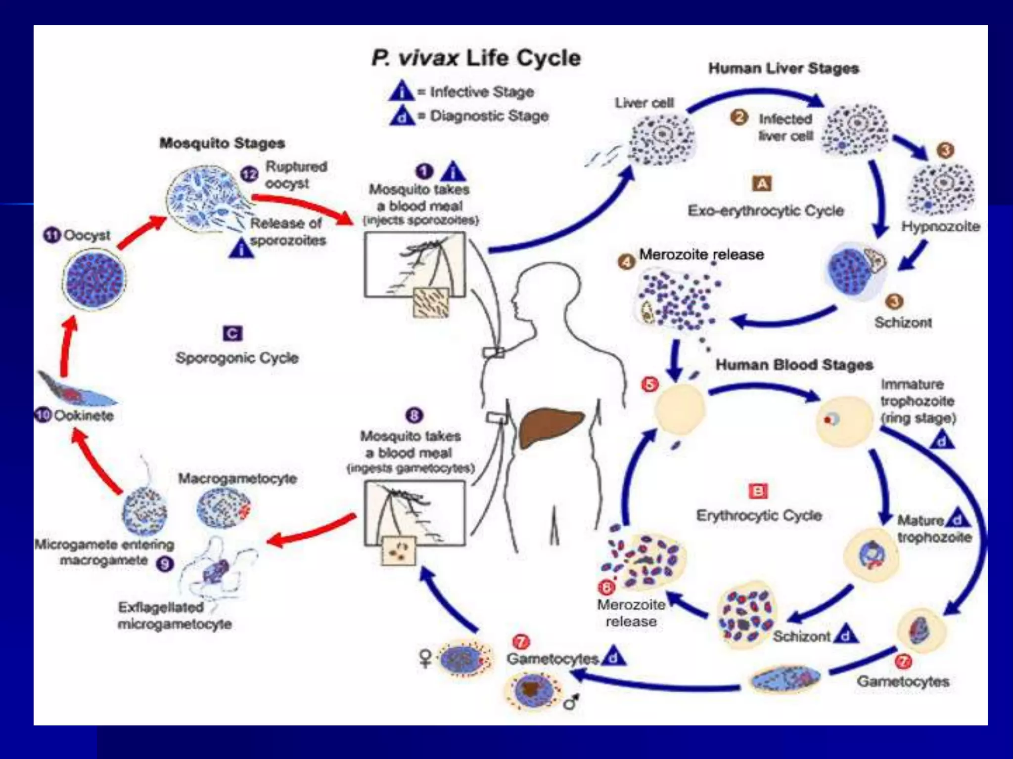 Plasmodium structure and life cycle | PPT | Infectious Diseases ...