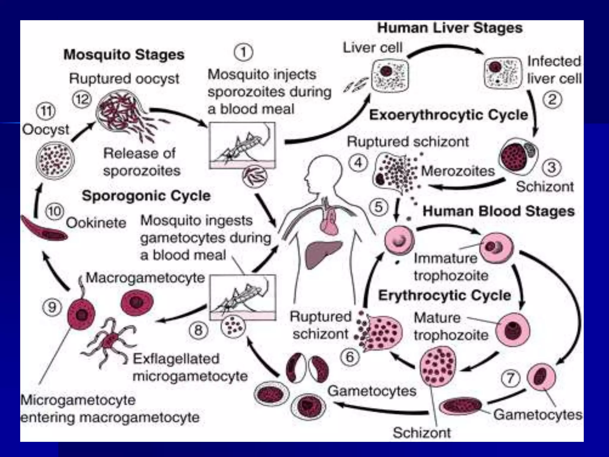 Plasmodium structure and life cycle | PPT