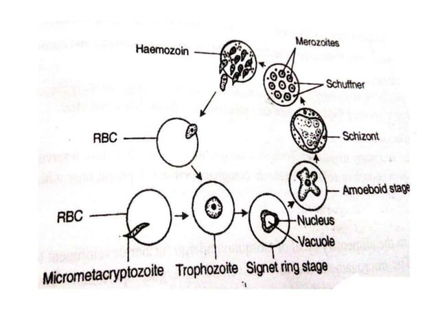Plasmodium structure and life cycle | PPT | Infectious Diseases ...