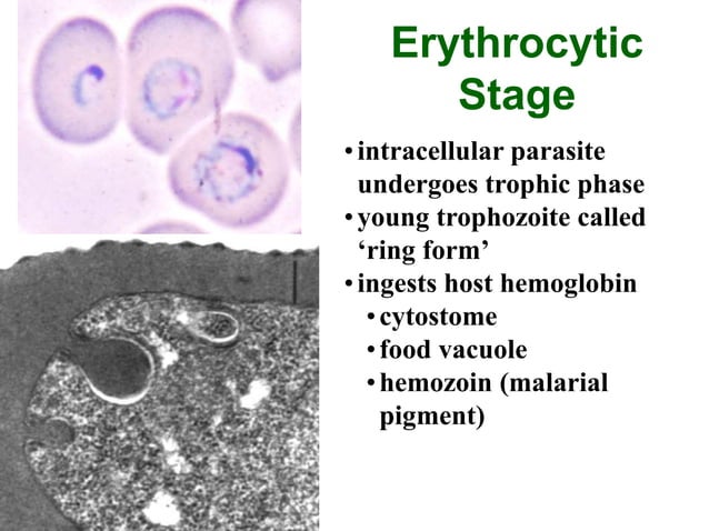 Plasmodium structure and life cycle | PPT | Infectious Diseases ...
